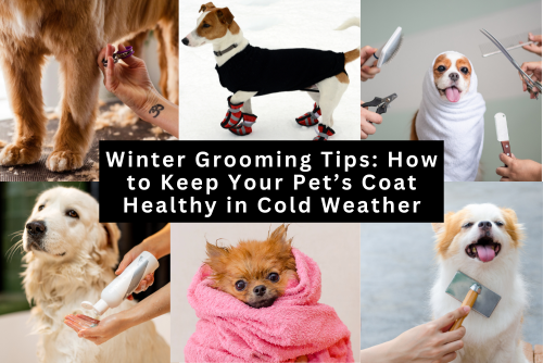 Winter Grooming Tips: How to Keep Your Pet’s Coat Healthy in Cold Weat – Earth Smart Solutions ...