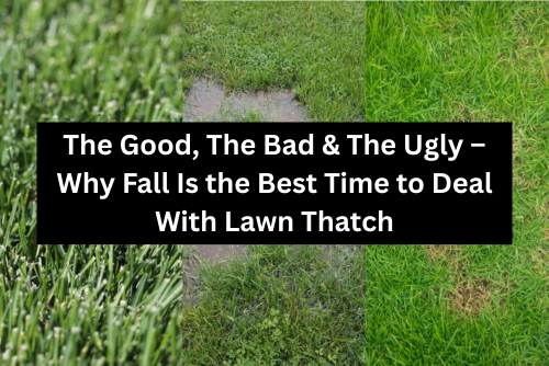 The Good, The Bad & The Ugly – Why Fall Is the Best Time to Deal With ...