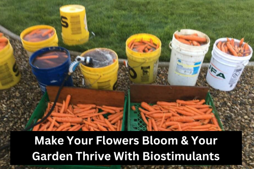 How to Make Your Flowers Bloom & Your Garden Thrive Using Biostimulant ...