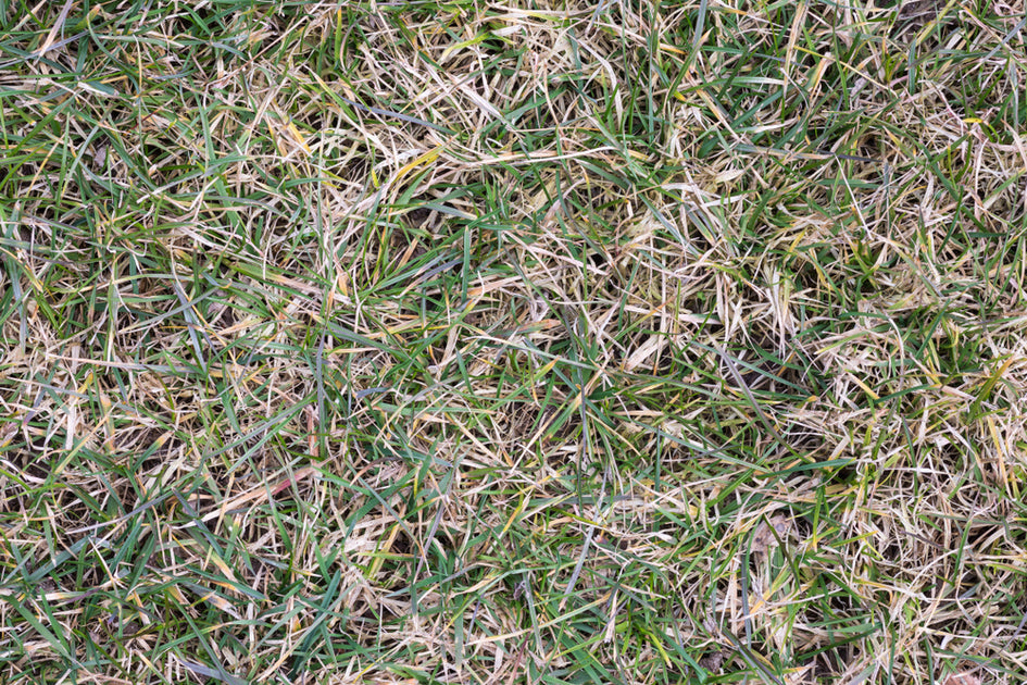 Lawn Thatch - The Good, The Bad & The Ugly – Earth Smart Solutions ...