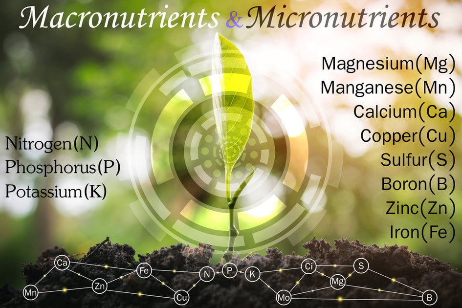 Micronutrients Utilized in our Plant Products to Maximize their Potent ...