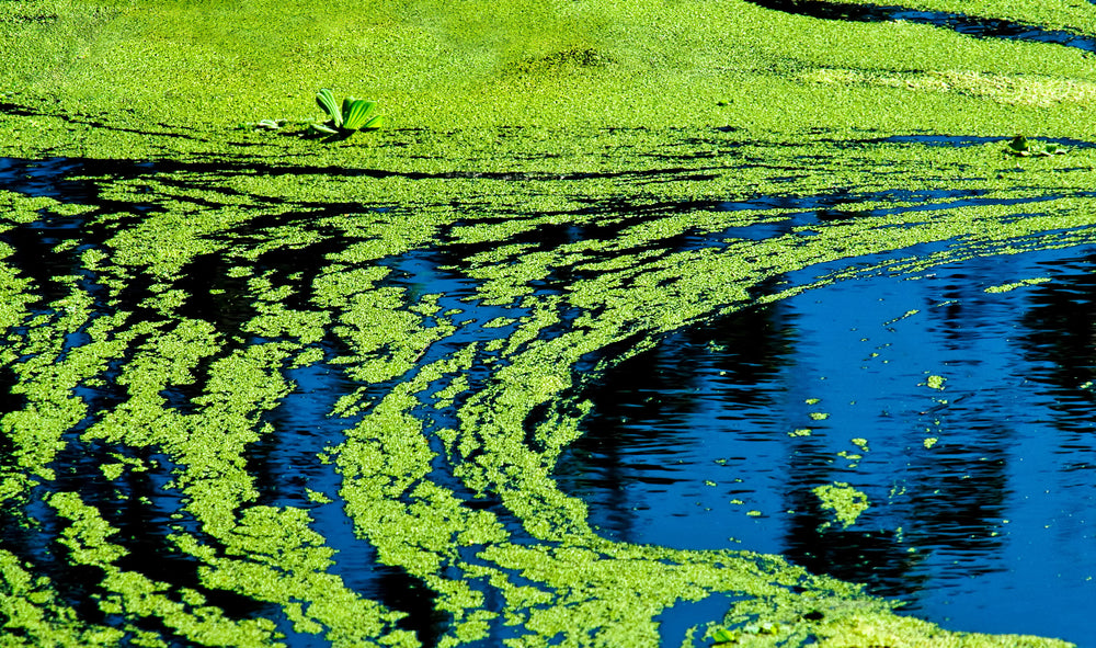 Algae Overgrowth: A Cautionary Tale – Earth Smart Solutions ...