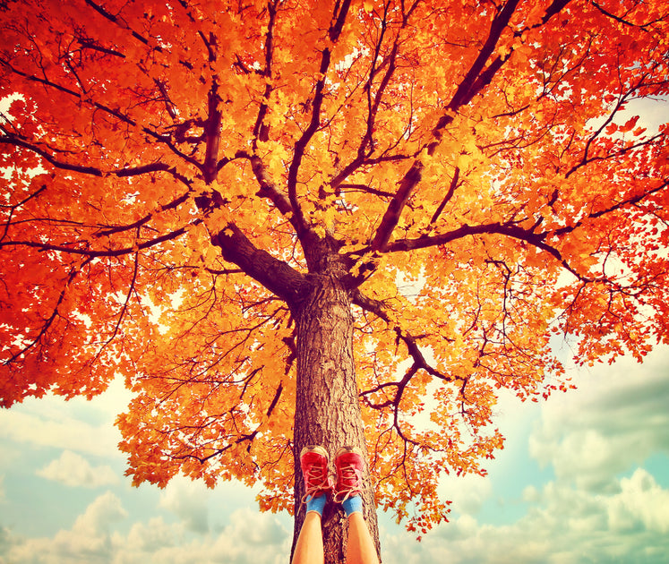 The Practical Benefits of Fall Leaves: Composting, Mulching, and Yard ...