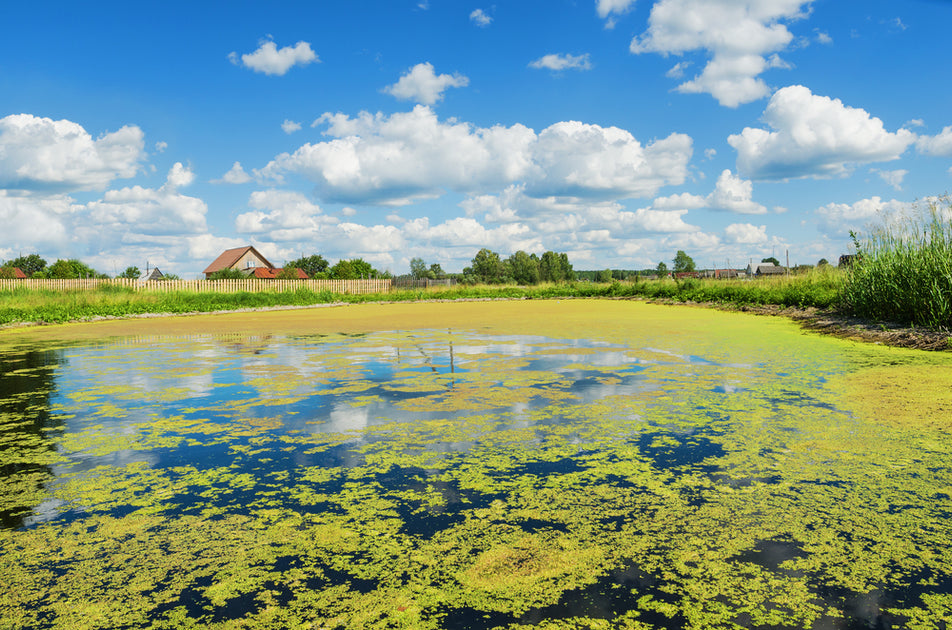 FAQ - Algae Growth & Control – Earth Smart Solutions - Environmental ...