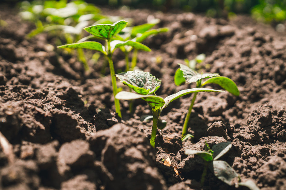 The Power of Biostimulants in Agriculture and Gardening – Earth Smart ...