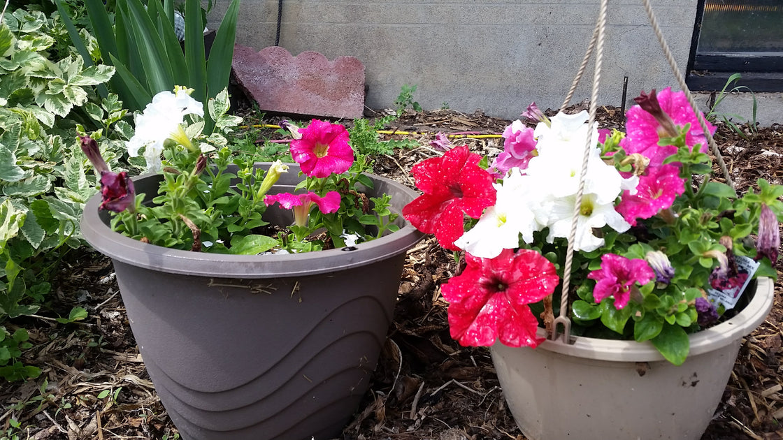 Can You Spot the Earth Smart Plants? – Earth Smart Solutions ...